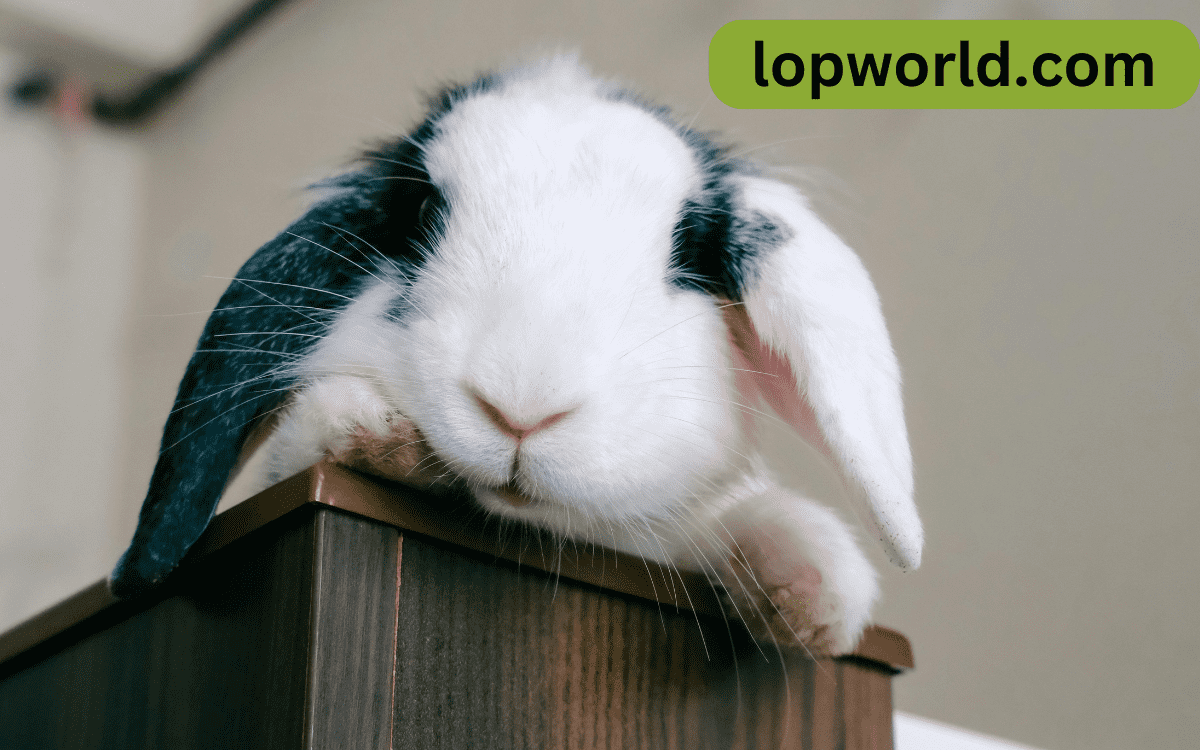 Holland Lop Rabbit Breed Guide: Everything You Need to Know