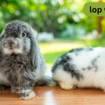 Holland Lop Rabbit Behavior: Identifying Normal and Abnormal Signs
