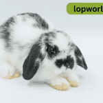 Holland Lop Size Guide by Age: A Comprehensive Growth Chart
